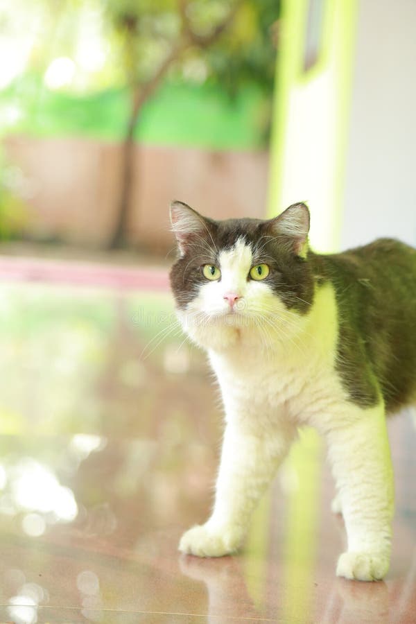 High resolution cat pics stock photo. Image of short - 177006684