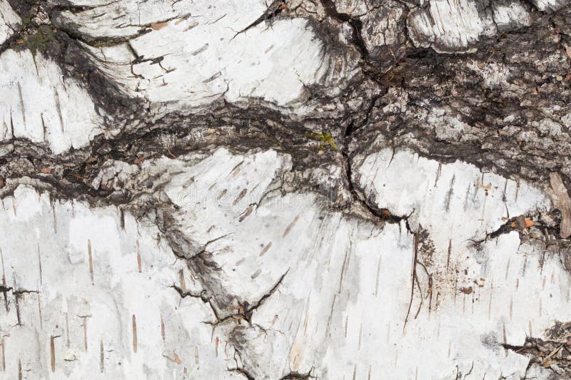 9,061 Birch Tree Bark Surface Texture Stock Photos - Free & Royalty ...