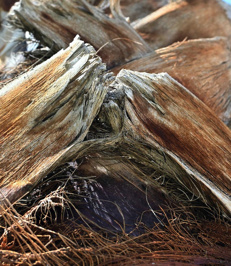 Close-Up of Palm Tree Fiber and Bark Detail Stock Photo - Image of ...