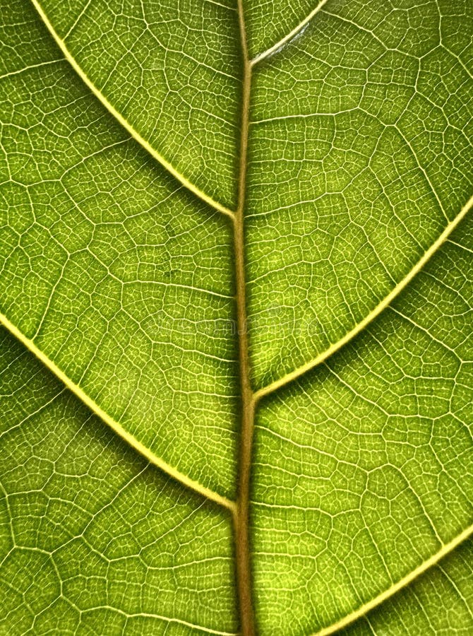 Detailed Macro Image of Leaf Veins with Golden Lighting Stock Photo ...