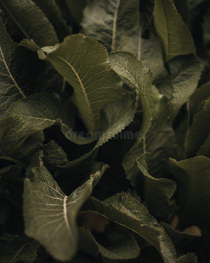 High Resolution Close-up Image of a Lush Green Leaves Stock Image ...
