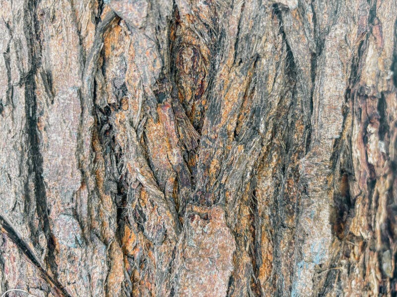 Close-Up Texture of Rough Tree Bark Surface Stock Photo - Image of ...