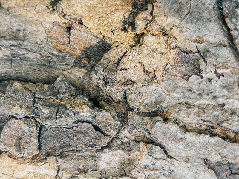 Close-Up Texture of Rough Tree Bark Surface Stock Photo - Image of ...