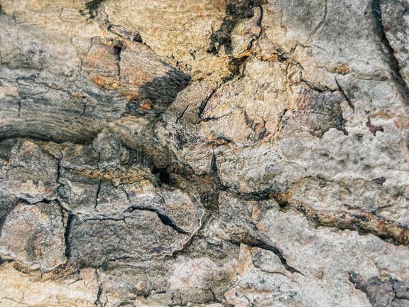 Close-Up Texture of Rough Tree Bark Surface Stock Photo - Image of ...