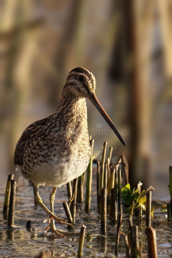 High-resolution Close-up Shot of a Common Snipe Stock Photo - Image of ...