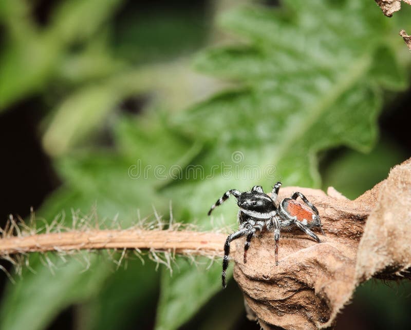 High-resolution Closeup of a Phidippus Californicus, a Species of ...