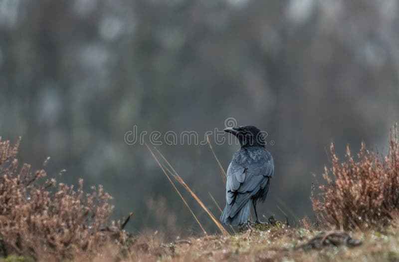 High-resolution Closeup Shot of a Common Raven Perched on a Branch ...