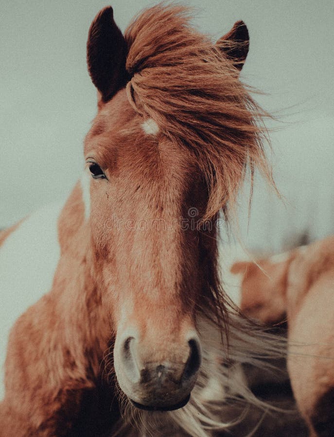 High-resolution Closeup Shot of a Majestic Looking Horse Stock Image ...