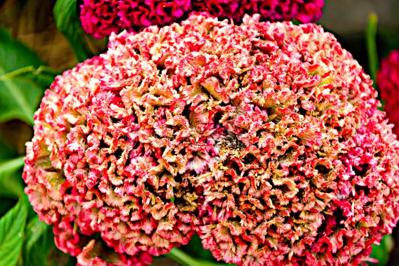 High Resolution Cockscomb Flower Green Leaf Stock Photos - Free ...