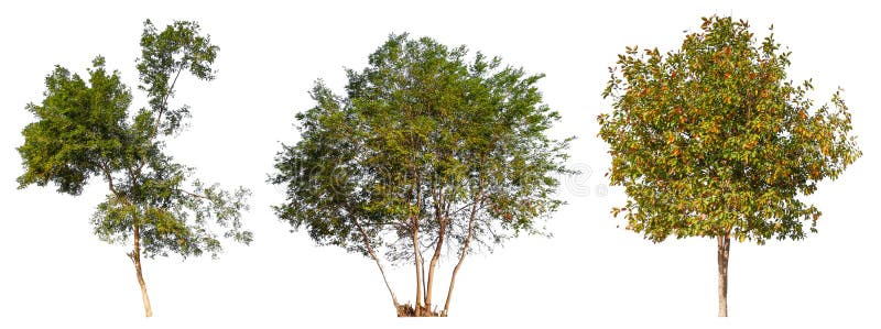 High Resolution Collection Tree Stock Photo - Image of wood, greenery ...