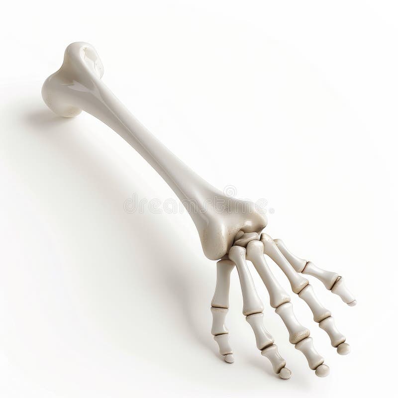 Human Forearm and Hand Bone Structure, Detailed 3D Medical Illustration ...