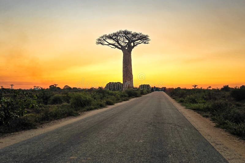 Lonely Grandidier S Baobab Tree at Sunset on Rural Road in Morondava ...