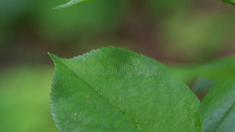 Detailed Closeup of an Insect Moving on a Green Leaf in Its Natural ...