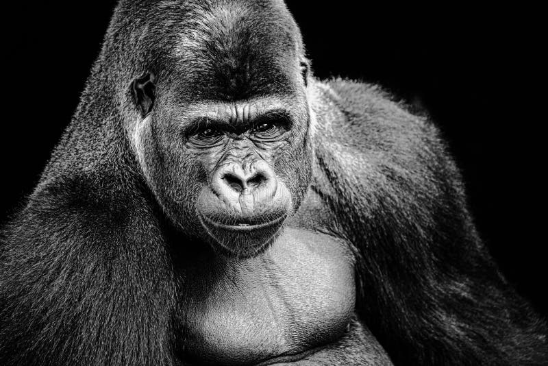 High-resolution Grayscale of a Majestic Monkey with a Black Background ...