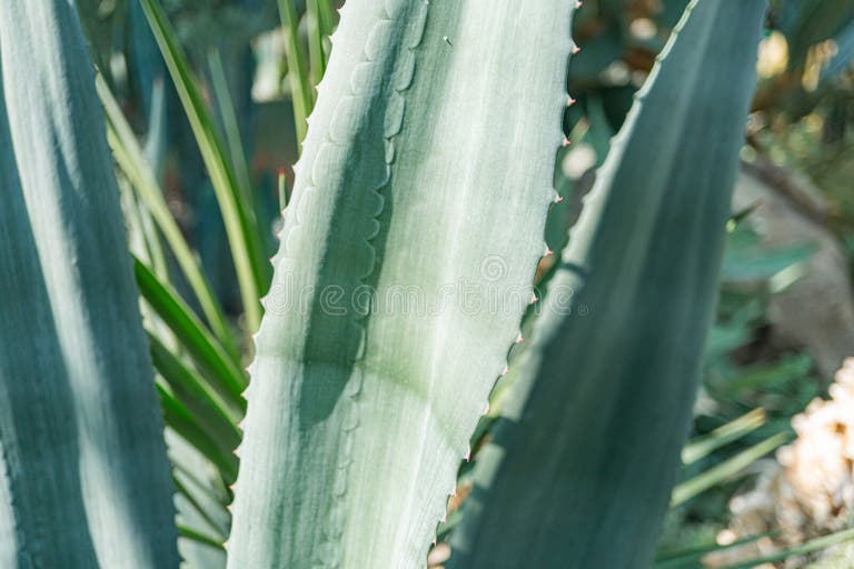 High-resolution Image of a Cactus, Emphasizing Spine Structure and ...