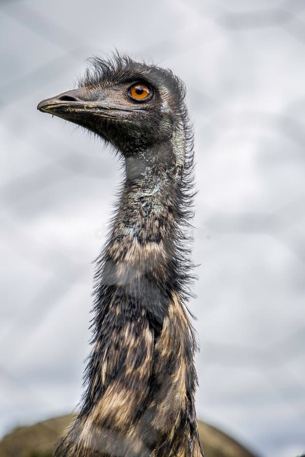 High Resolution Image Capturing the Detailed Features of an Ostrich S ...
