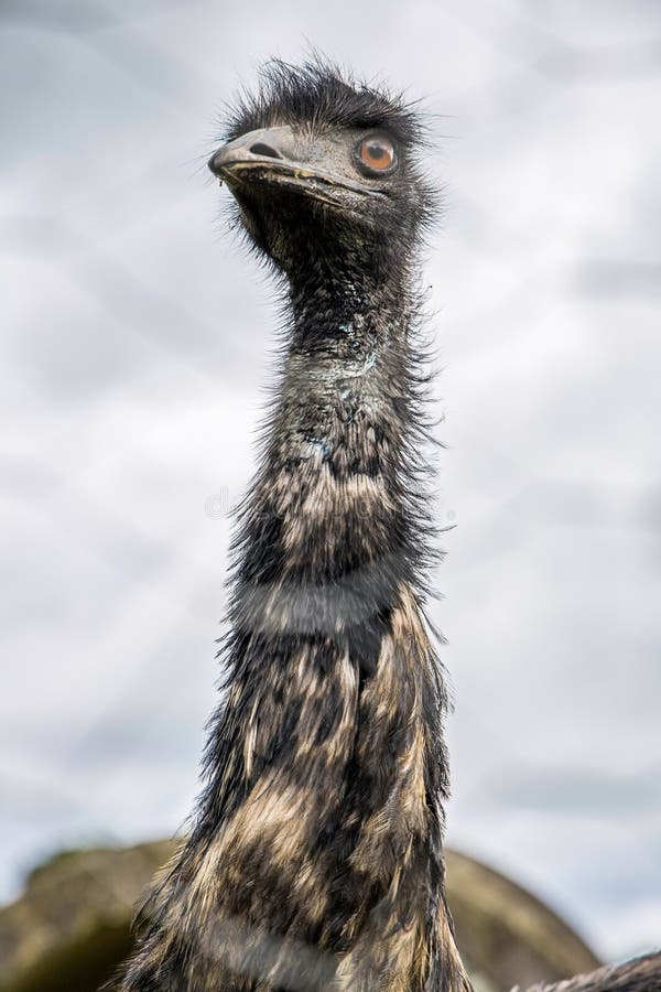 High Resolution Image Capturing the Detailed Features of an Ostrich S ...