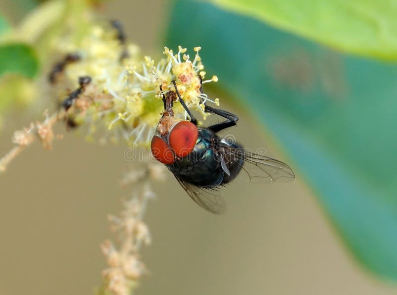 High-resolution Image of a Chrysomya Megacephala Fly, Taken in Close-up ...