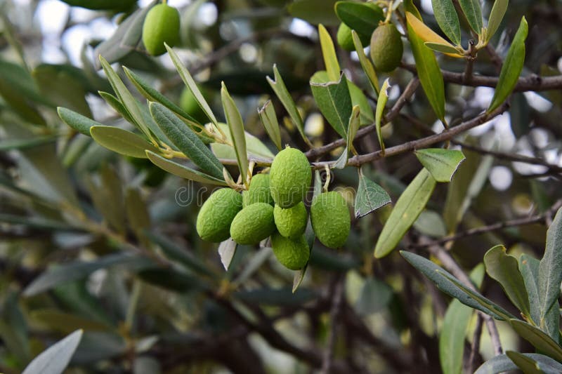 High-resolution Image of a Closeup of an Array of Ripe Fruits on Tree ...