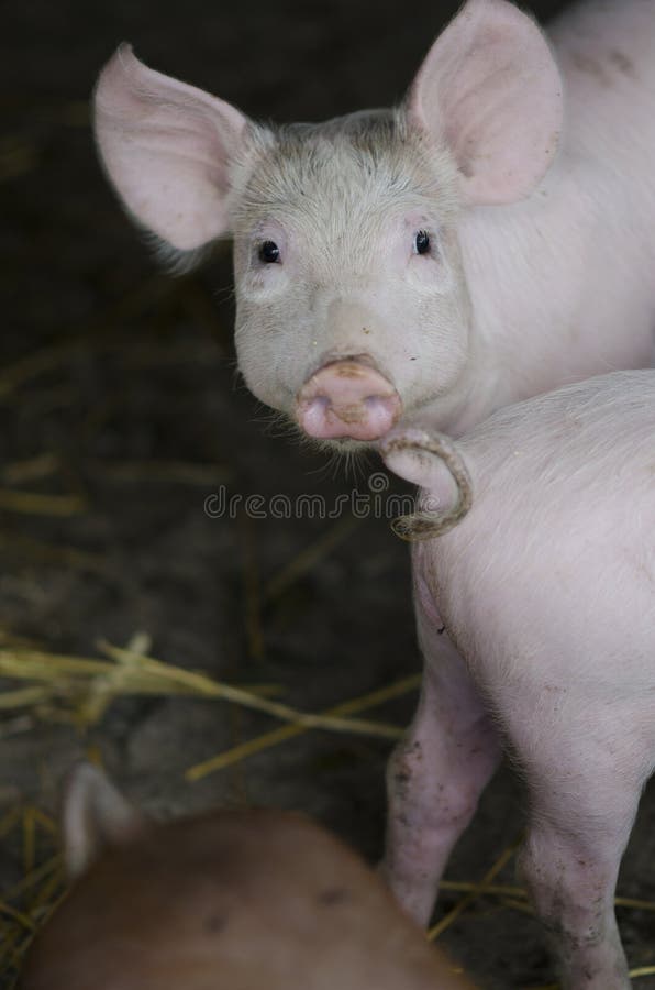 Close-up Portrait of a Young Piglet in a Farm Setting, Detailed Capture ...