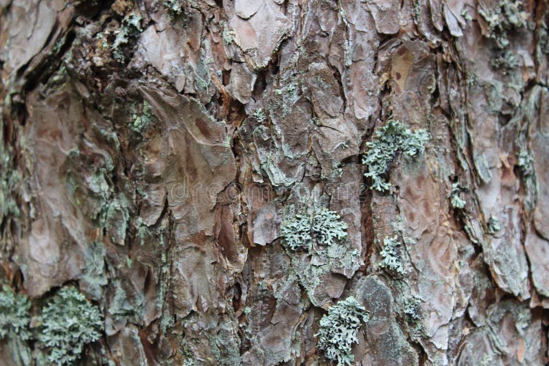 Detailed Shot of Tree Bark Patterns. Stock Image - Image of tree ...