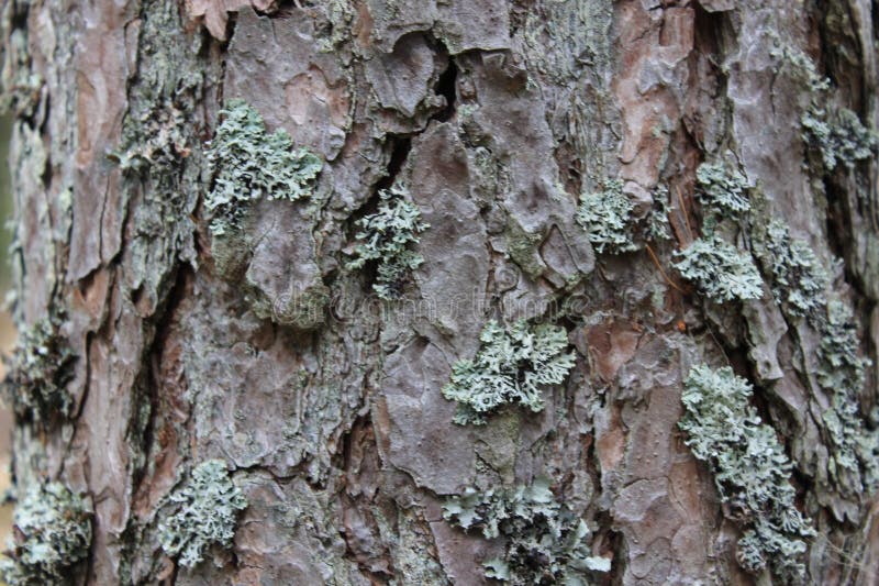 Tree Bark with Intricate Grooves and Ridges. Stock Photo - Image of ...