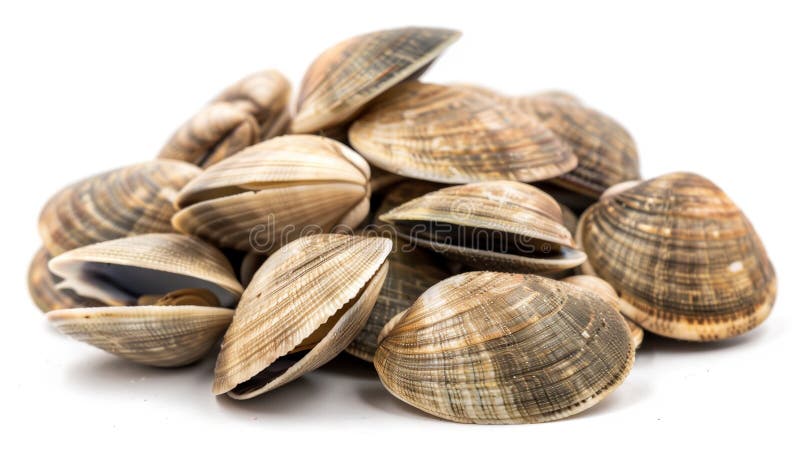 A Bunch of Fresh Clams Isolated on a White Background. Simple yet ...