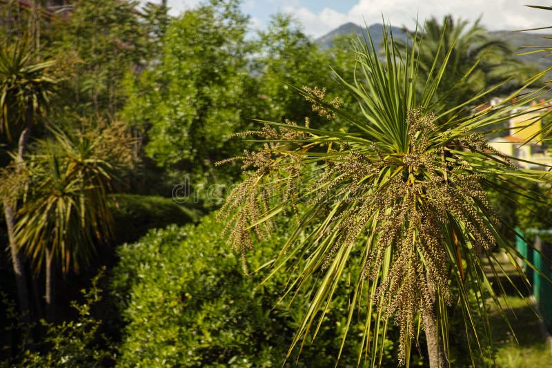 Palm tree and mountains stock photo. Image of green - 279184708