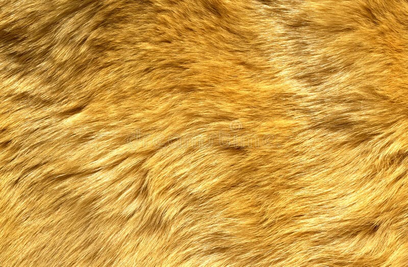 High-resolution Image Showcasing the Texture of Golden Fur, Ideal for ...