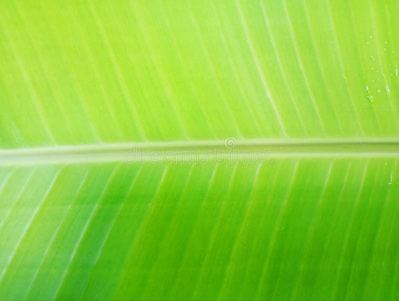 A High-resolution Image of Vibrant Light Green Banana Leaf Texture ...