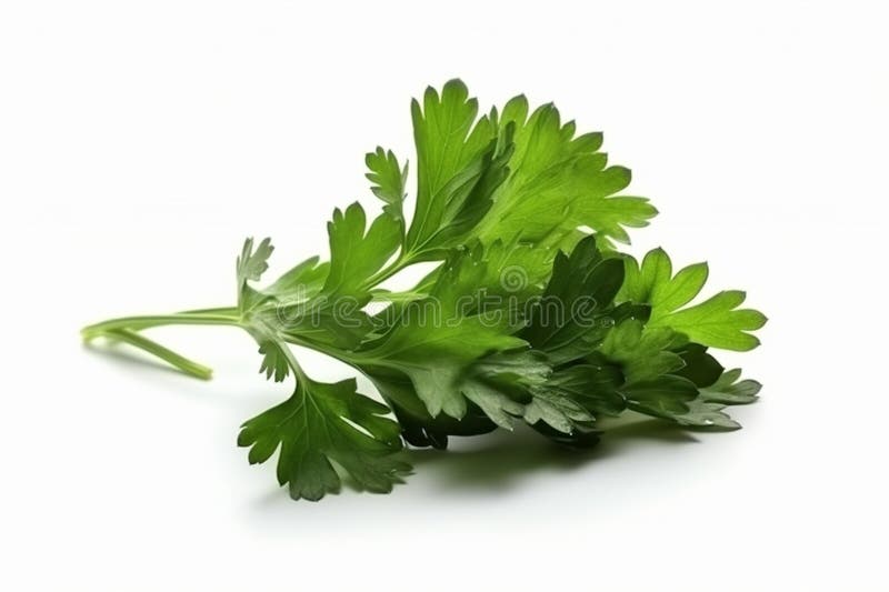 Parsley on a White Background Stock Illustration - Illustration of ...