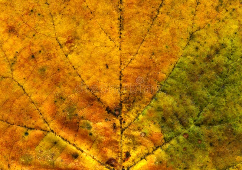 High-resolution leaf stock photo. Image of colored, construction - 3205856