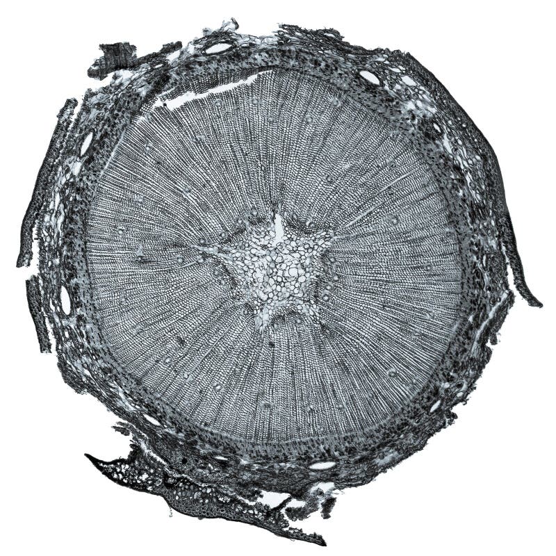 Pine Wood micrograph stock illustration. Illustration of resolution ...