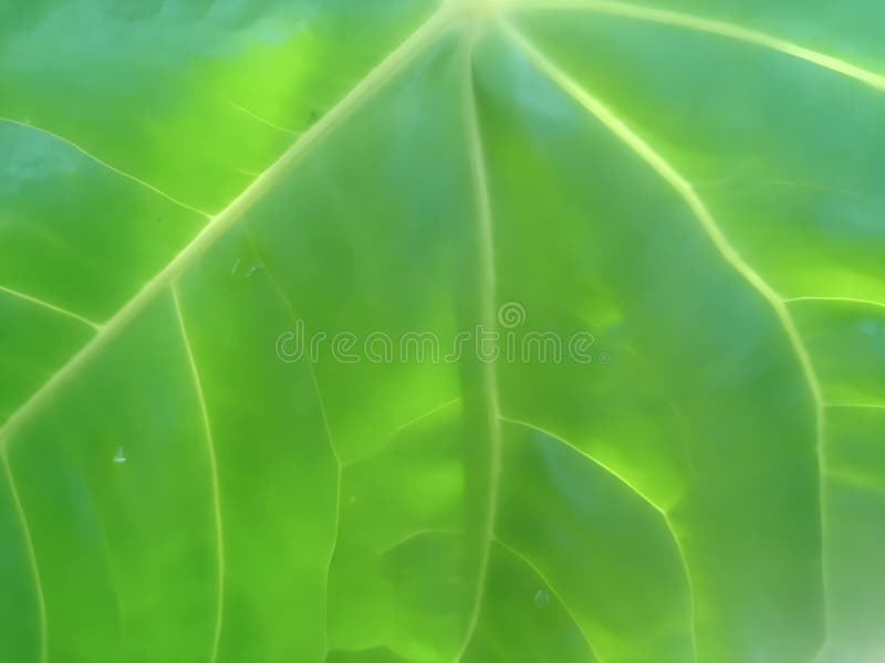 Close-Up of Fresh Green Leaf with Visible Veins and Glossy Texture ...