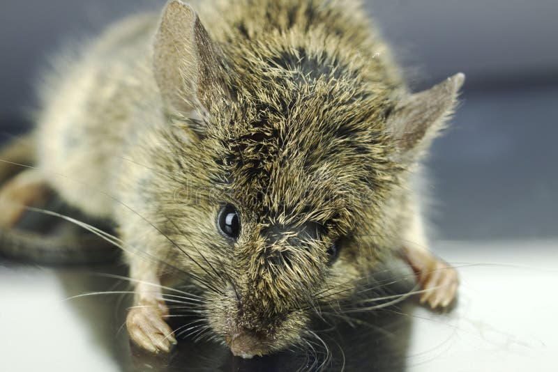 High Resolution Macro Photo of a Mouse Stock Image - Image of mousen ...