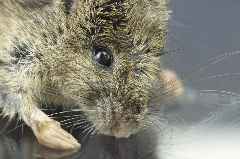 High Resolution Macro Photo of a Mouse Stock Photo - Image of paws ...