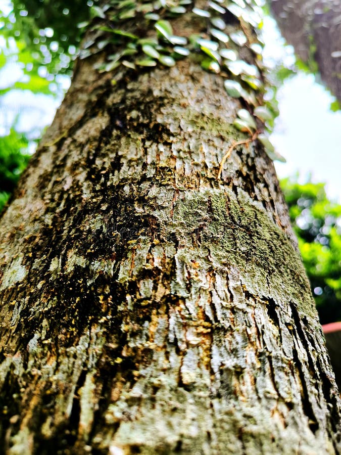 Close-Up of Tree Bark with Climbing Vines in Natural Forest Environment ...