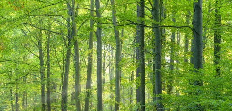 High Resolution Panorama of Sunny Natural Beech Forest Stock Image ...