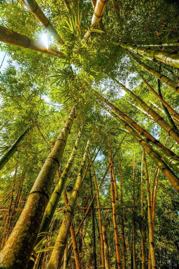High Resolution Phot of a Bamboo Forest. Stock Photo - Image of trunk ...