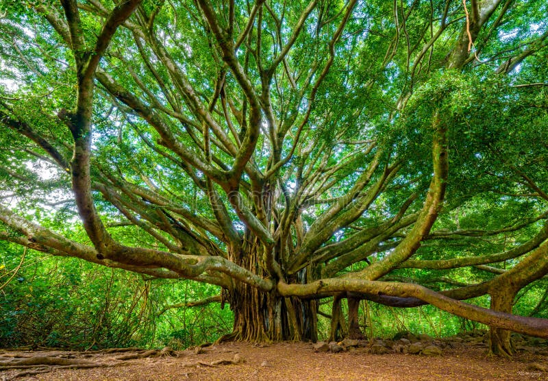 Large green ficus tree stock image. Image of ficus, large - 252524539