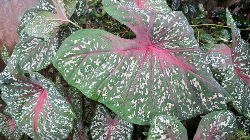Close-Up of Caladium Bicolor Leaf with Dot Texture, Ideal for Gardening ...