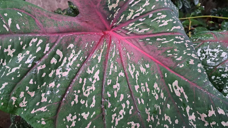 Close-Up of Caladium Bicolor Leaf with Unique Dot Pattern, Perfect for ...