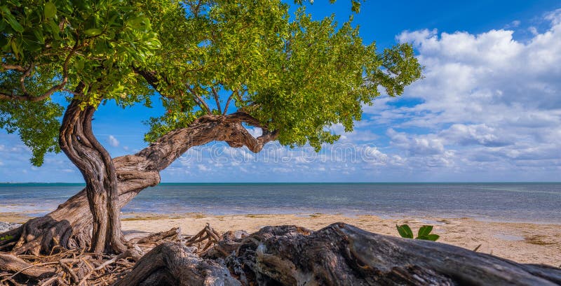 High Resolution Photo of a Tree at Shore. Stock Image - Image of waters ...