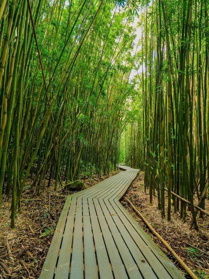 High Resolution Photo of a Walkway Surrounded by Bamboo. Stock Photo ...