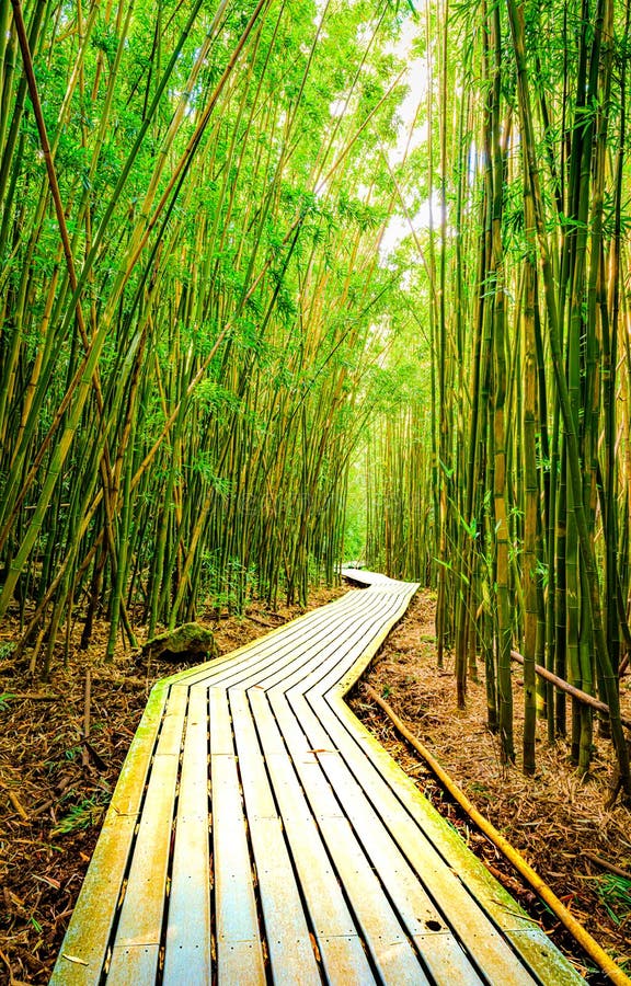 High Resolution Photo of a Walkway Surrounded by Bamboo. Stock Photo ...