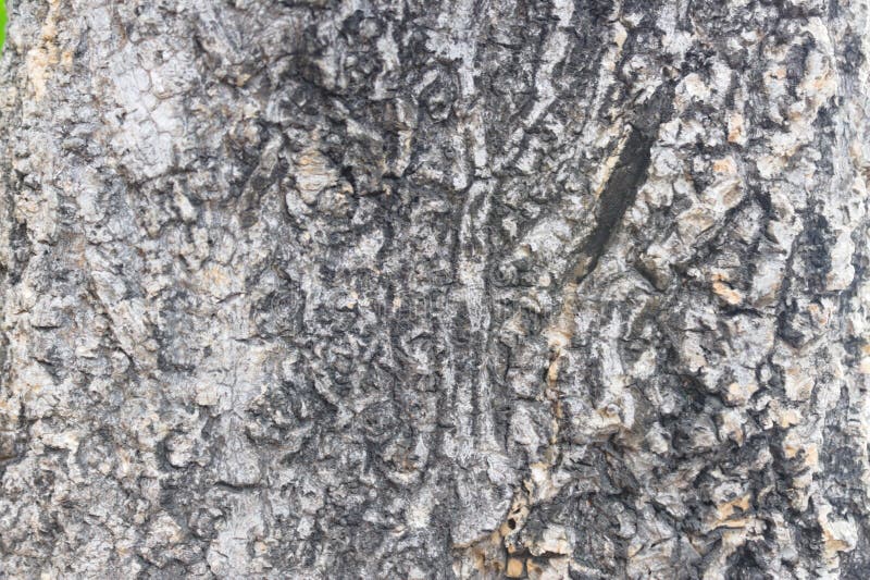 Background Texture Tree Trunk Stock Photo - Image of branch, rock ...