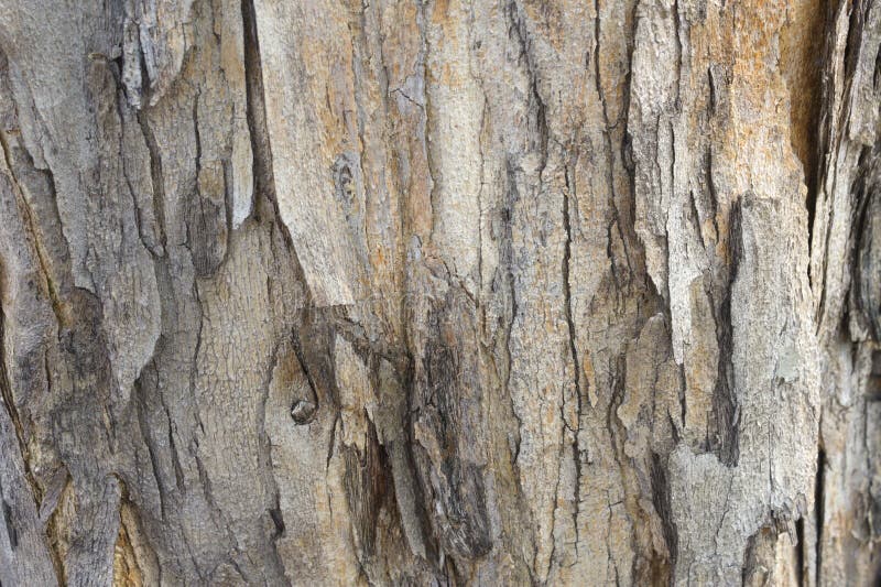 Close Up Texture Tree Trunk with Detail Stock Photo - Image of plant ...