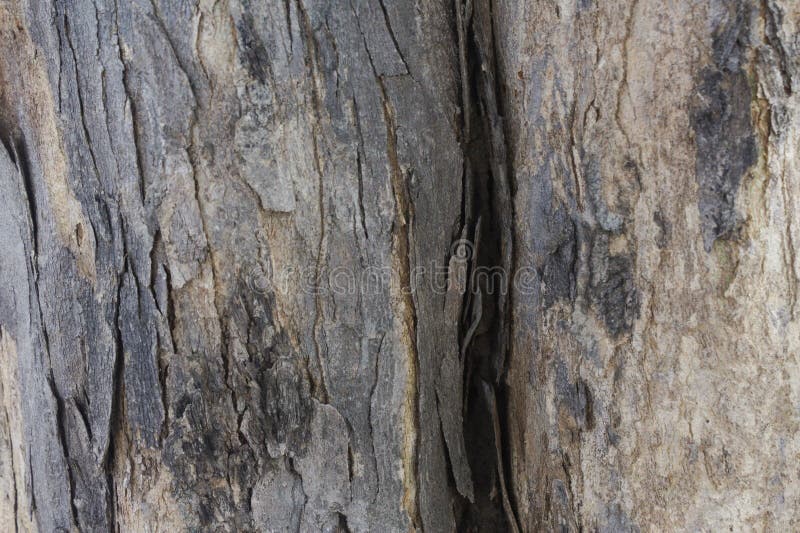Texture Wood Tree Trunk High Resolution Stock Image - Image of close ...