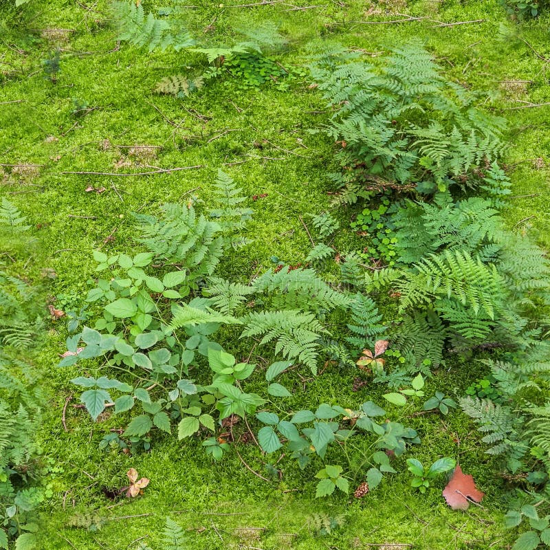 High Resolution Seamless Texture of a Forest Ground with Moss and Nuts ...