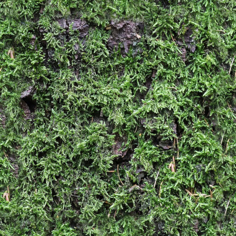 High Resolution Seamless Texture of a Forest Ground with Moss and Nuts ...